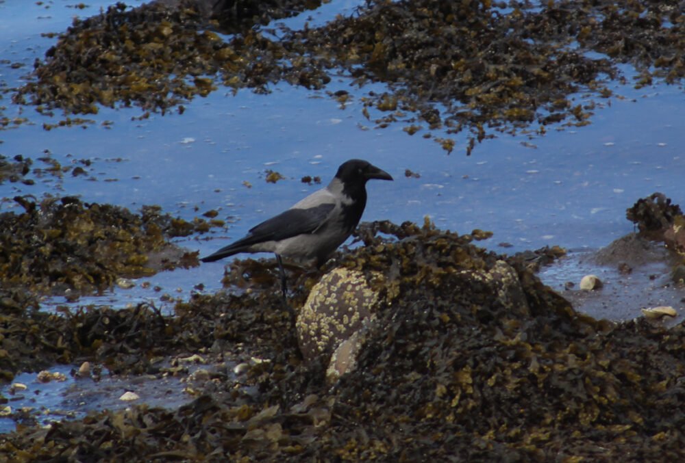 Recognising corvids - Lifeforms Art