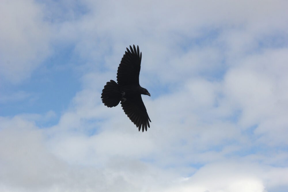 Recognising corvids - Lifeforms Art