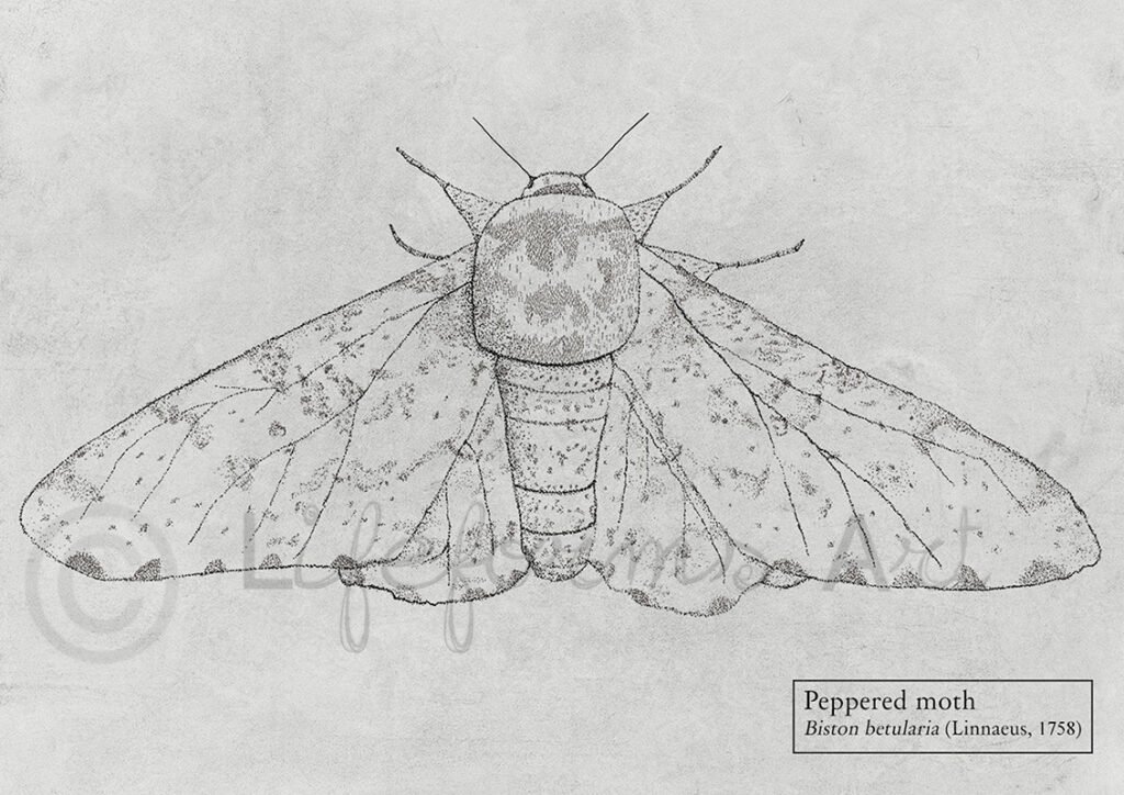 Peppered Moth Fine Art Print | Lifeforms Art