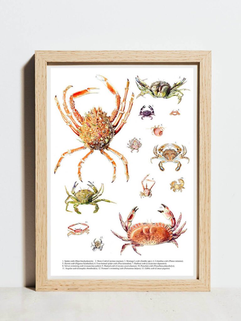 Crabs Poster - Lifeforms Art