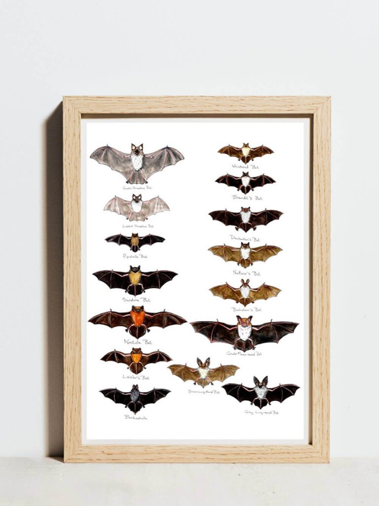 Bats Poster | Lifeforms Art | With All British Bats