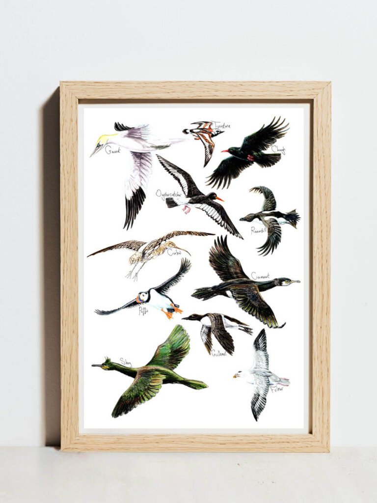 Coastal Birds Poster | Lifeforms Art | Birds Of The Welsh Coast