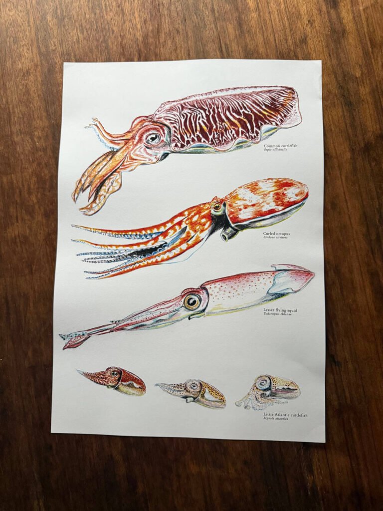 Cephalopods Poster | Lifeforms Art | Nature Posters