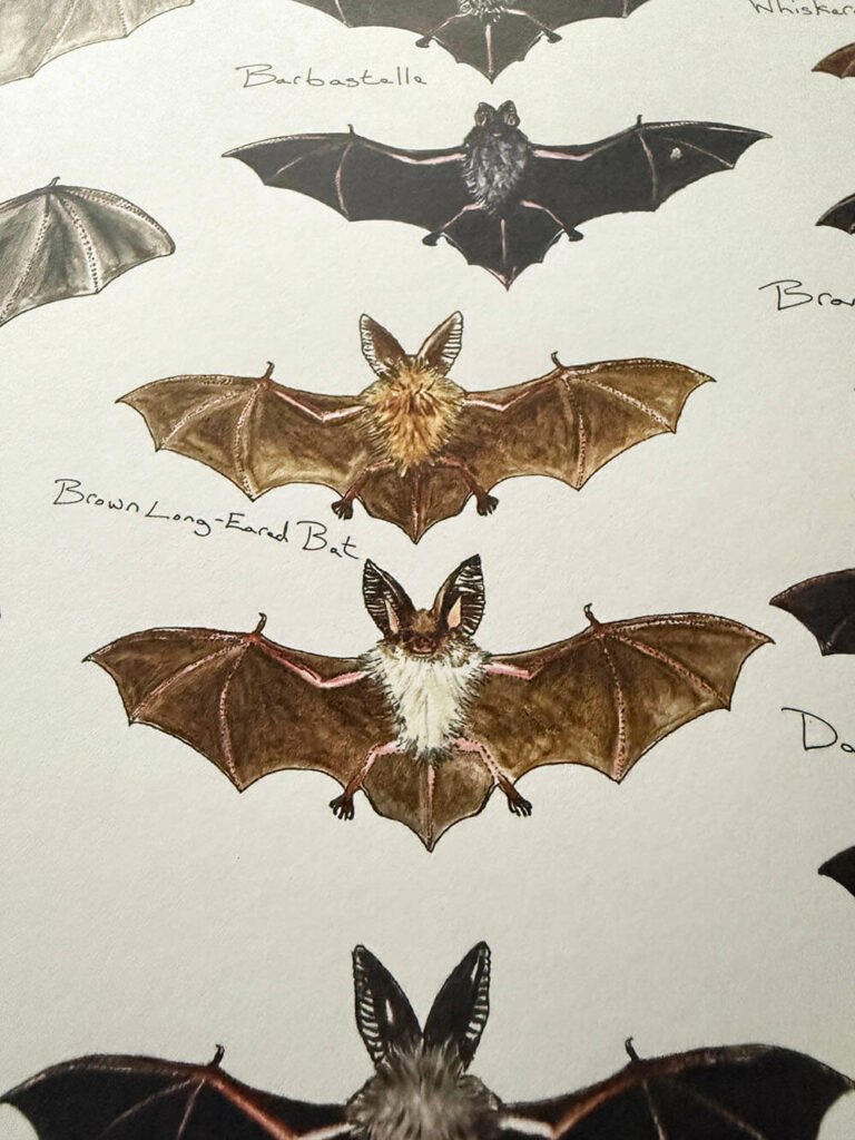 Bats Poster - Front And Back | Lifeforms Art | For Bat Lovers