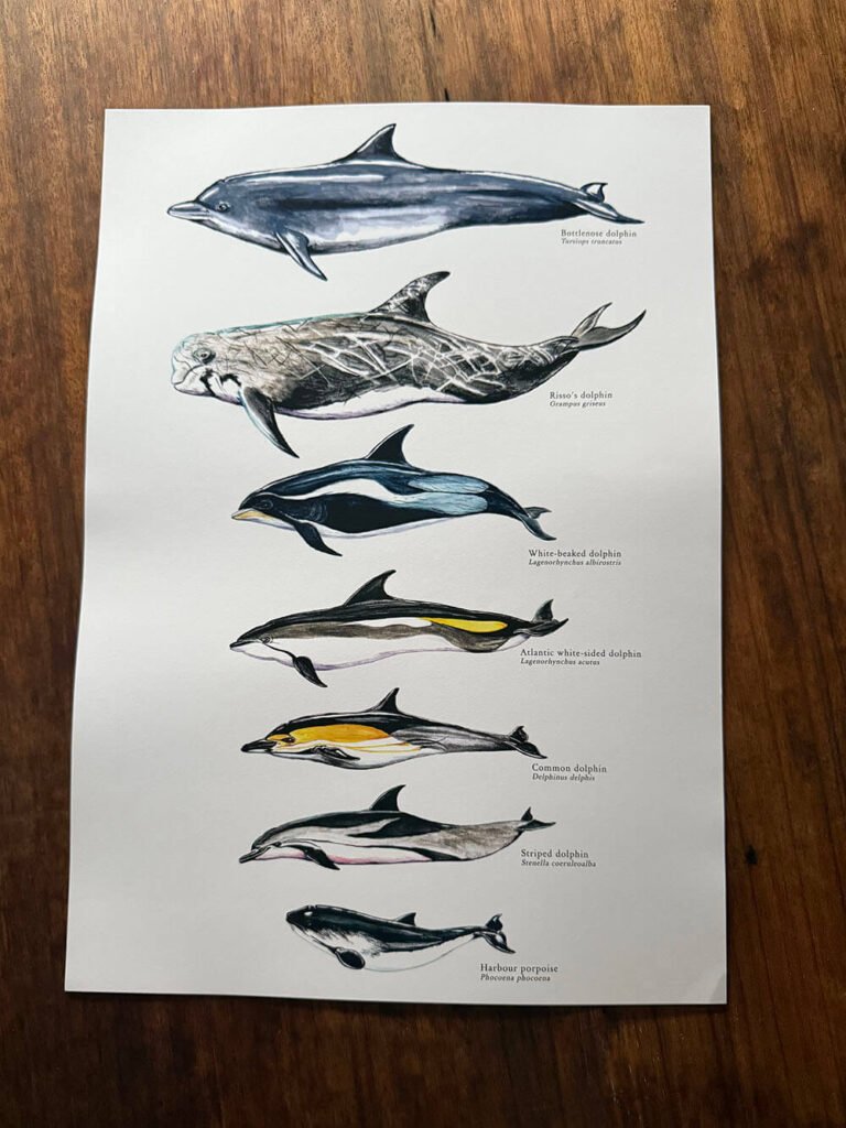 Cetaceans Poster - Labelled | Lifeforms Art | Discover Dolphins