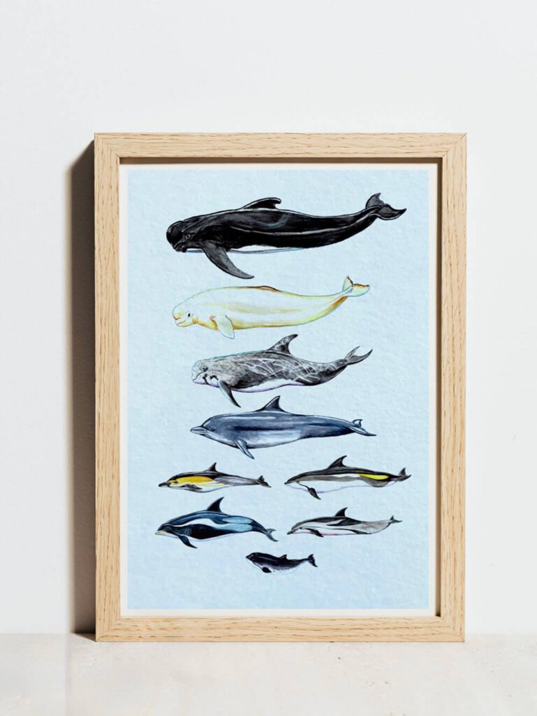 Cetaceans Poster | Lifeforms Art | Nature Poster