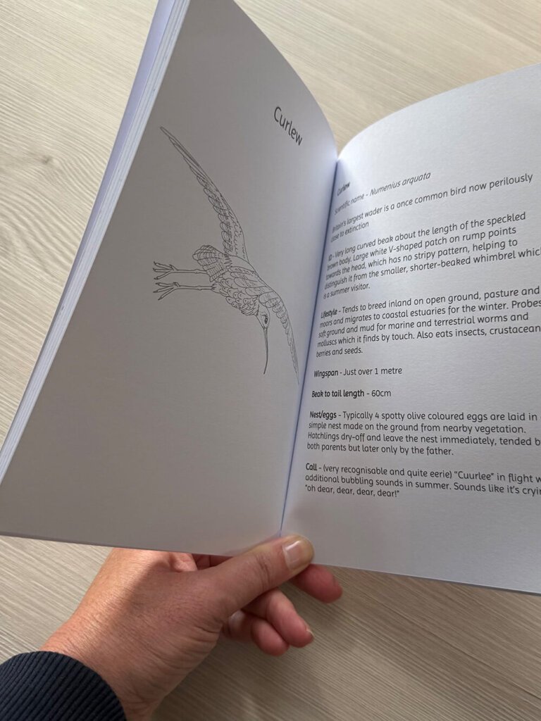 Birds Of The Coast Nature Discovery Book | Lifeforms Art